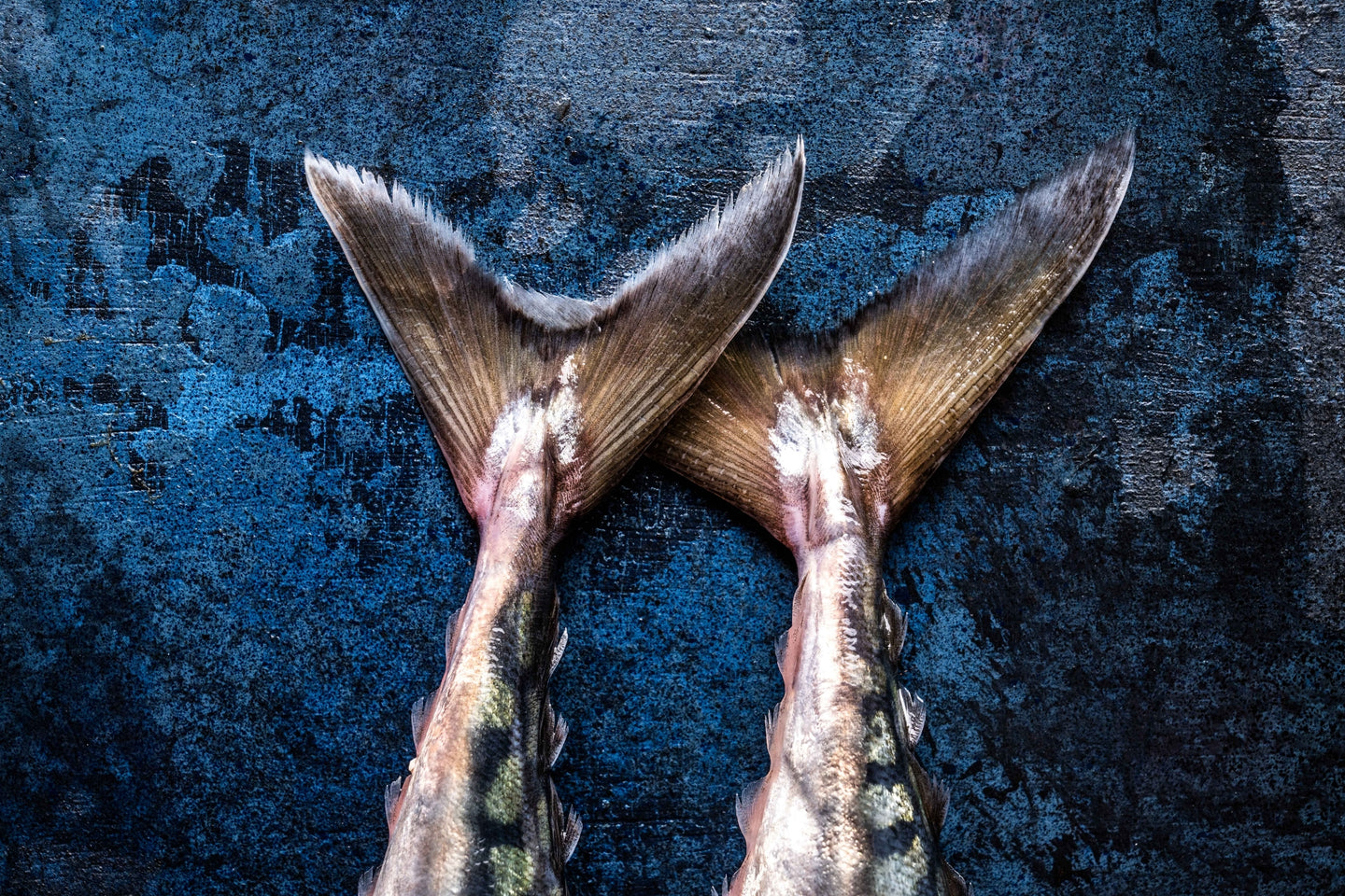 Fresh Fish & Seafood Delivery, Online Fishmonger – Wright Brothers Home ...