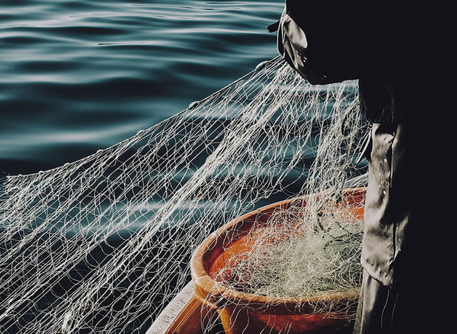 Catch of the Day - Freshest Fish Variety Box – Wright Brothers Home ...