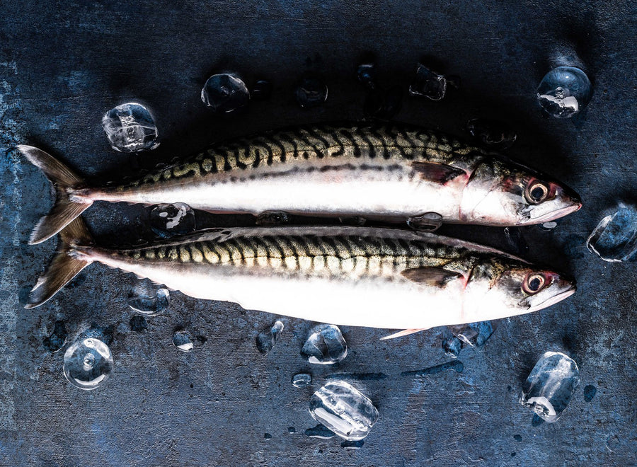 Fresh Mackerel Whole - Fresh Fish Online - Wright Brothers Home Delivery